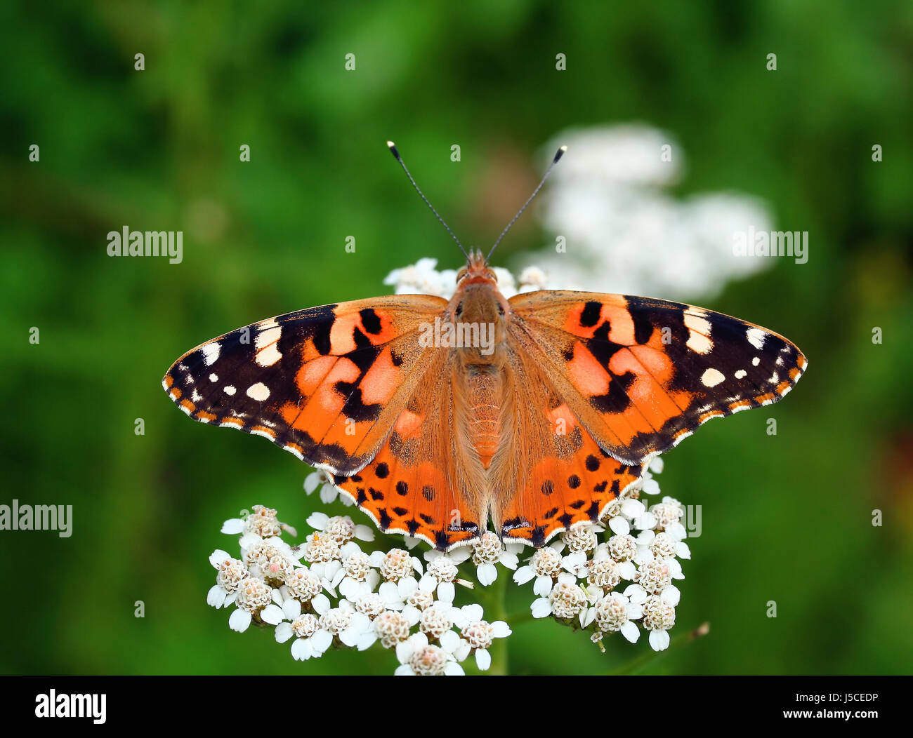 Lady yarrow hi-res stock photography and images - Alamy