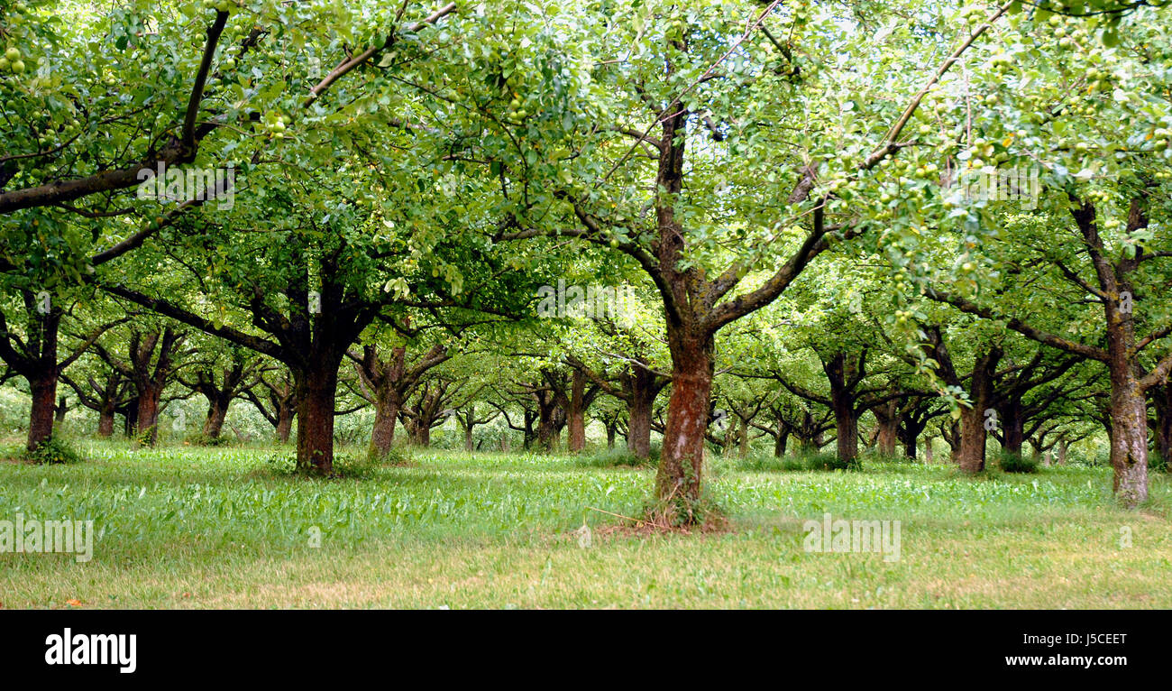 apple tree grove Stock Photo - Alamy