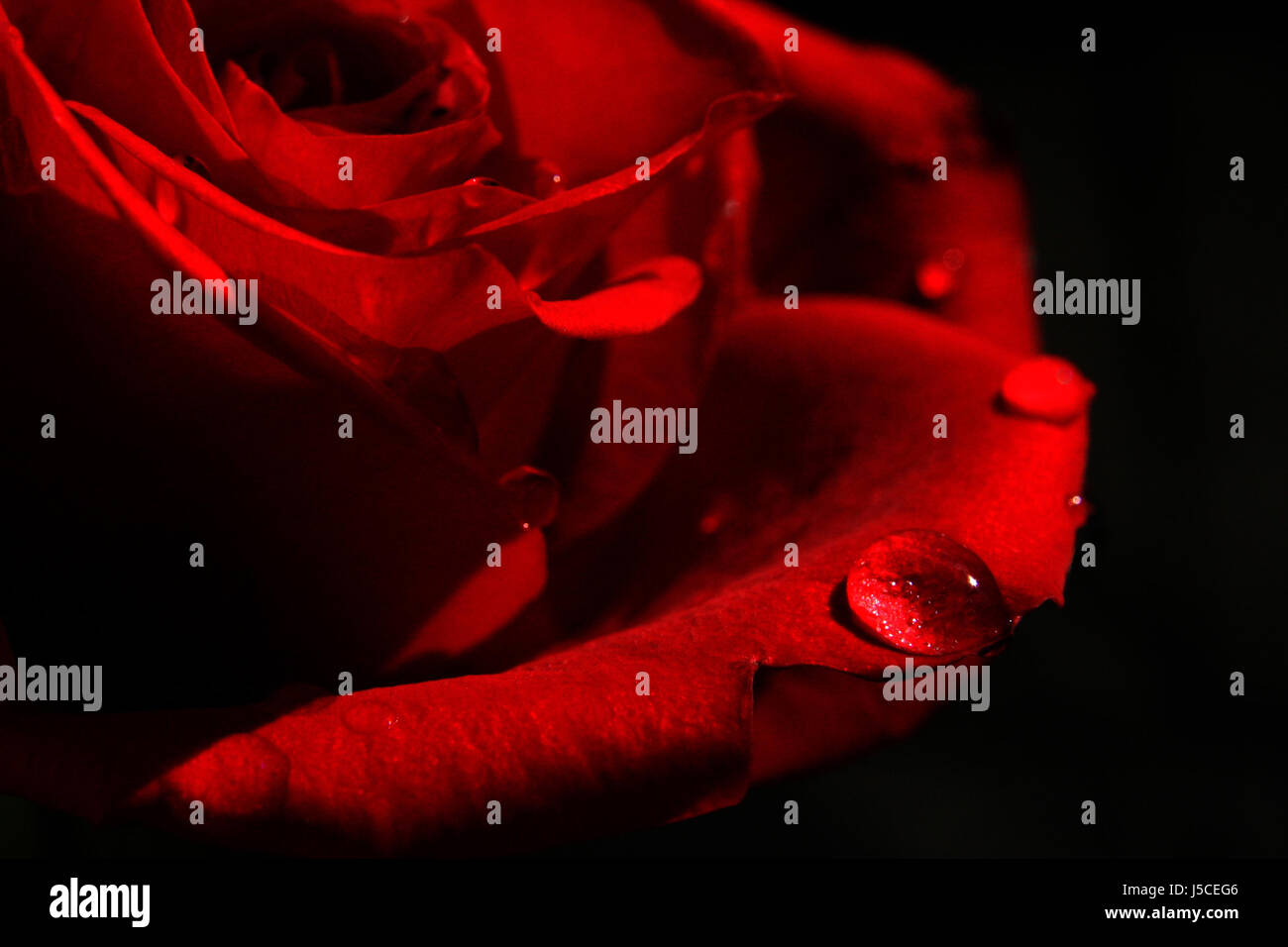 Rose j hi-res stock photography and images - Alamy