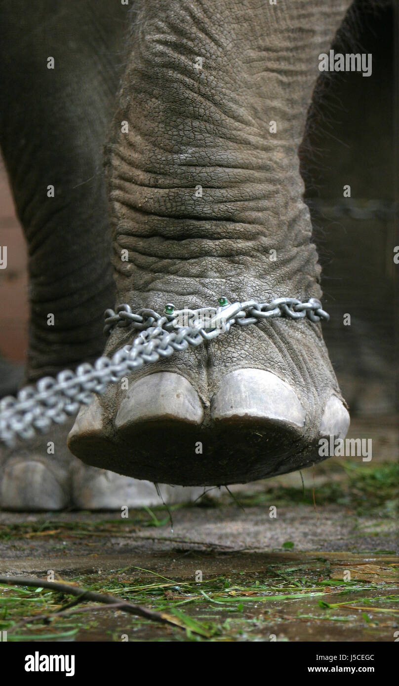 Elephant leg lift up hi-res stock photography and images - Alamy