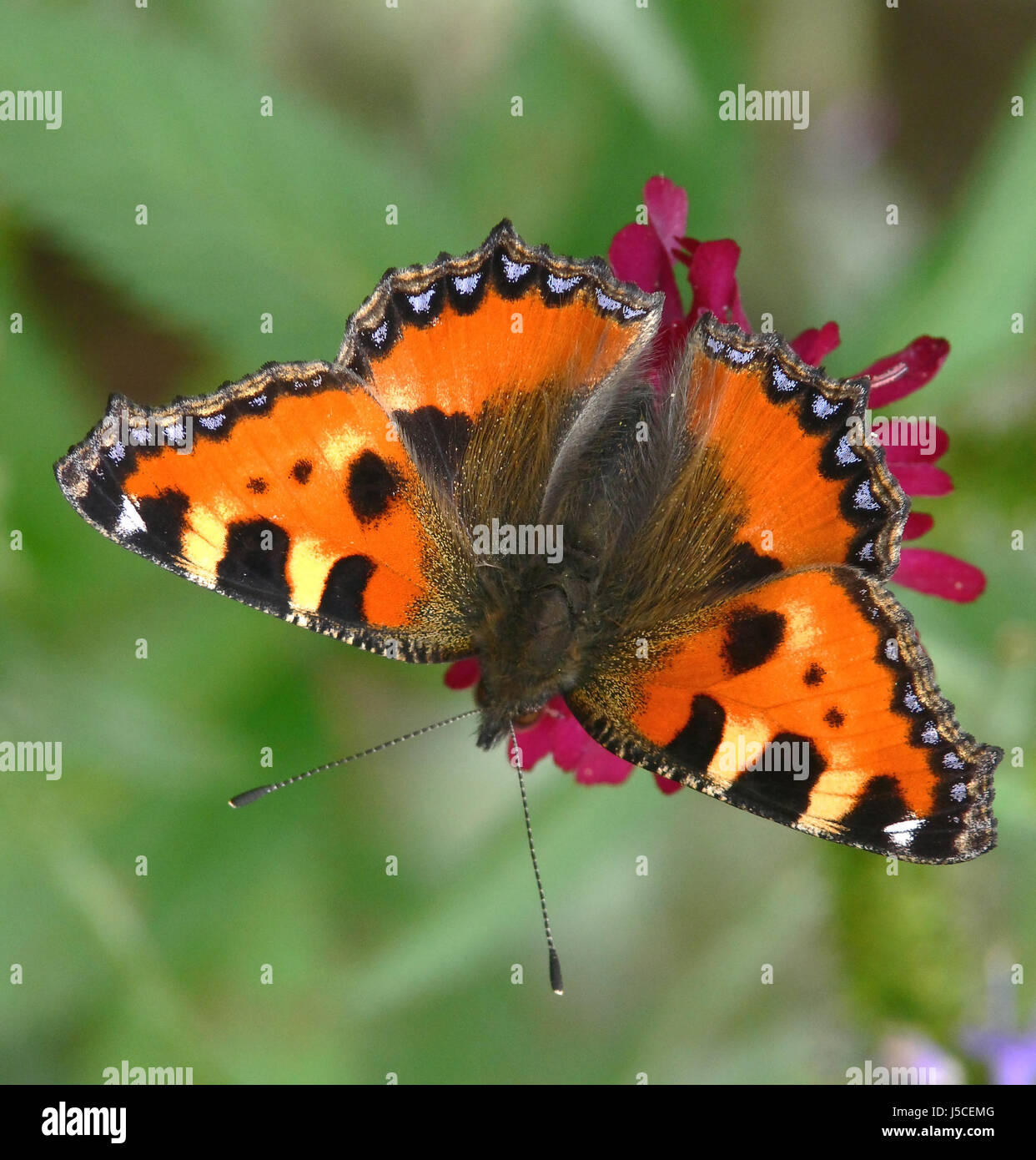 not more often Stock Photo - Alamy