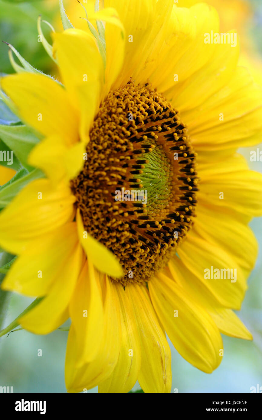 Fully developed sunflower hi-res stock photography and images - Alamy