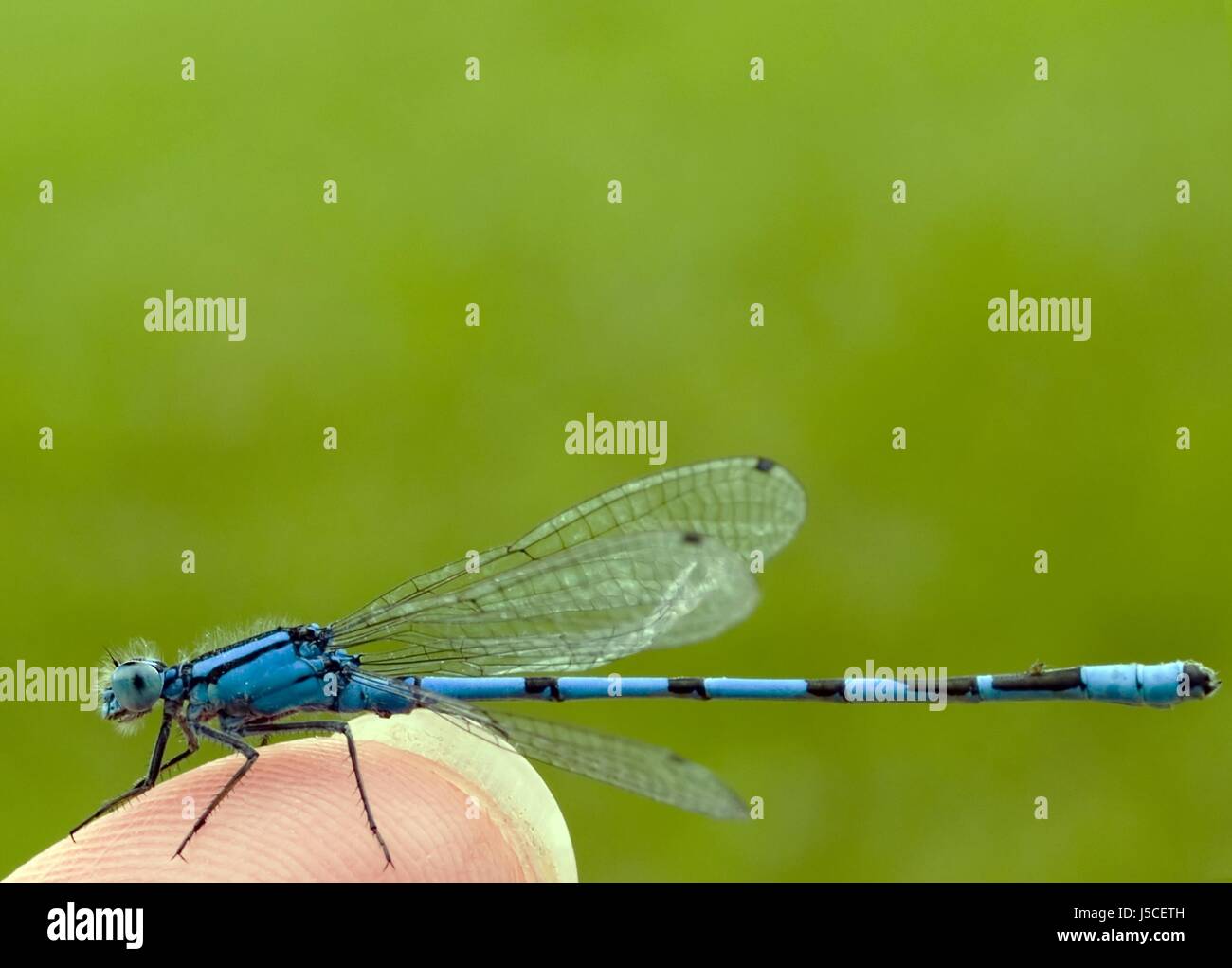 common blue damselfly Stock Photo - Alamy