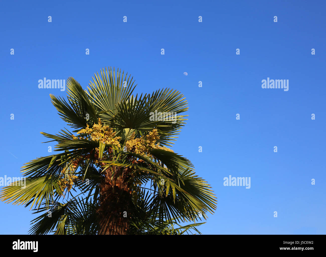 Tropical palm tree with many dates in summer Stock Photo - Alamy