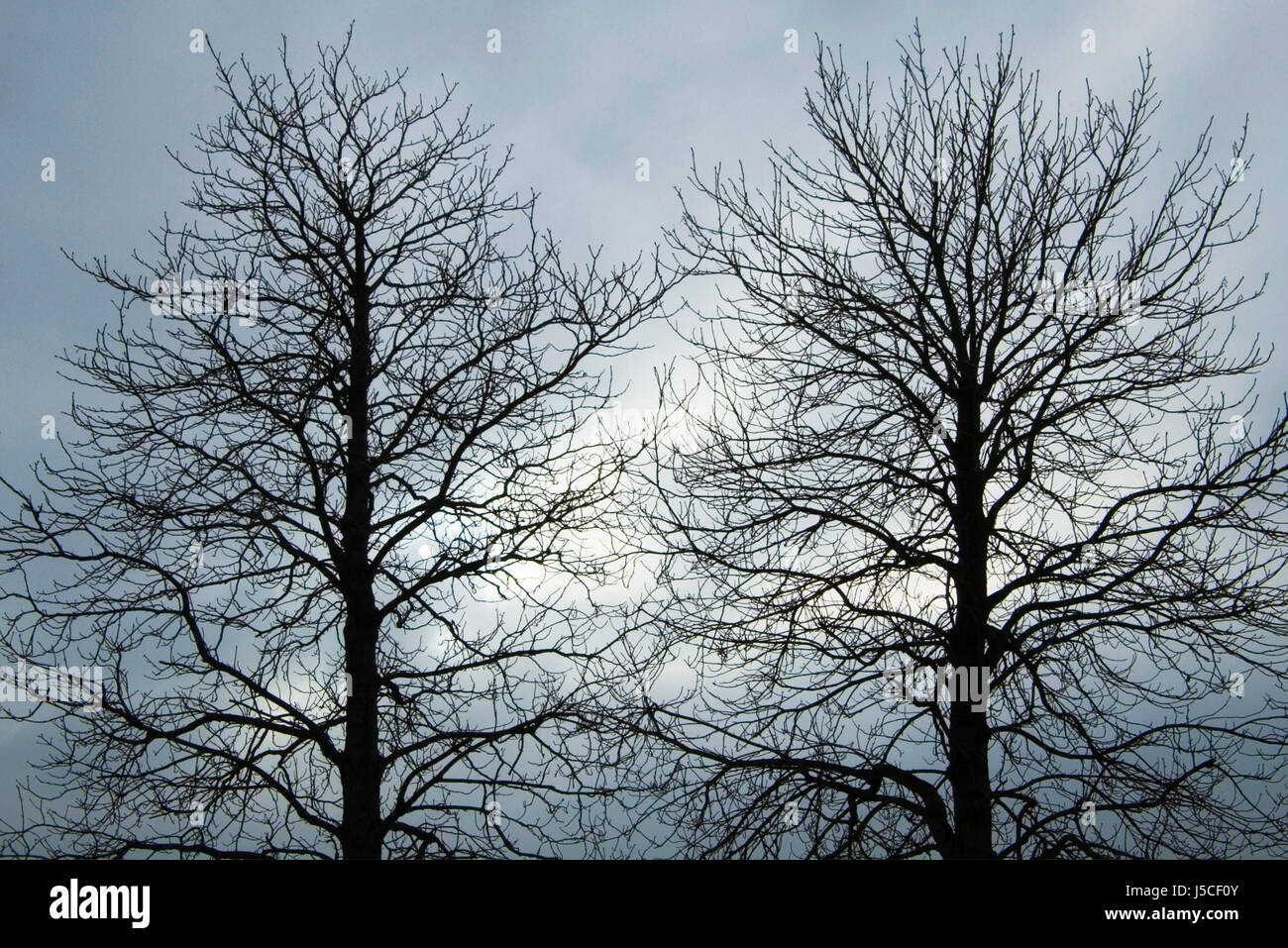 blue tree trees park winter public cold shine shines bright lucent ...