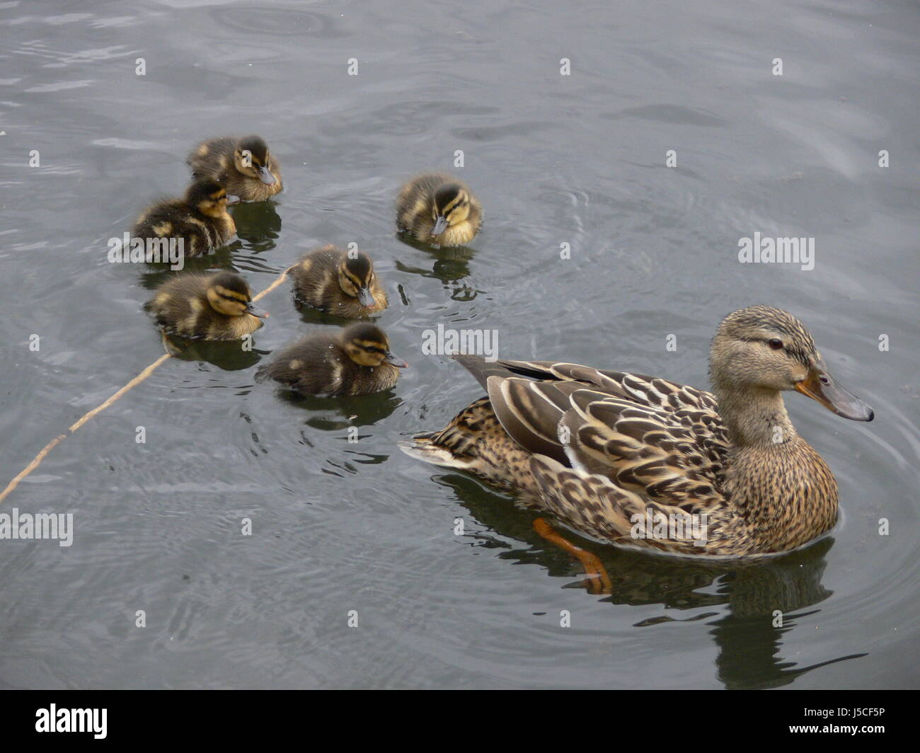 Entengruppe hi-res stock photography and images - Alamy