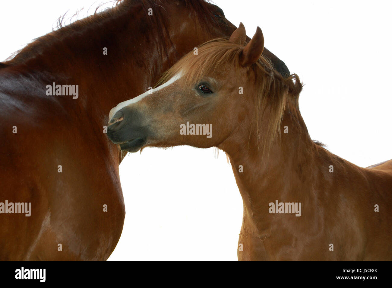 Farm animals horse hi-res stock photography and images - Alamy