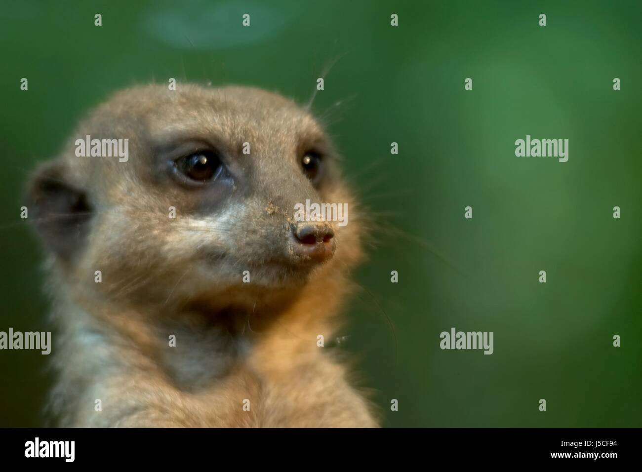 curious nosey nosy portrait animal portrait eyes tele one frontally ...