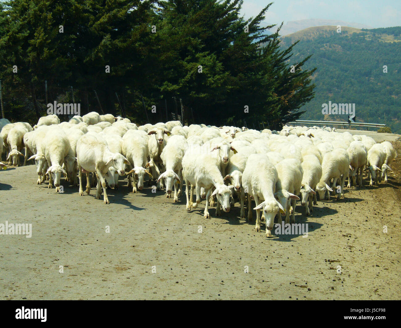 bucolic,sheep,herd,flock of sheep,sicily,shorn,mountain,street,road ...