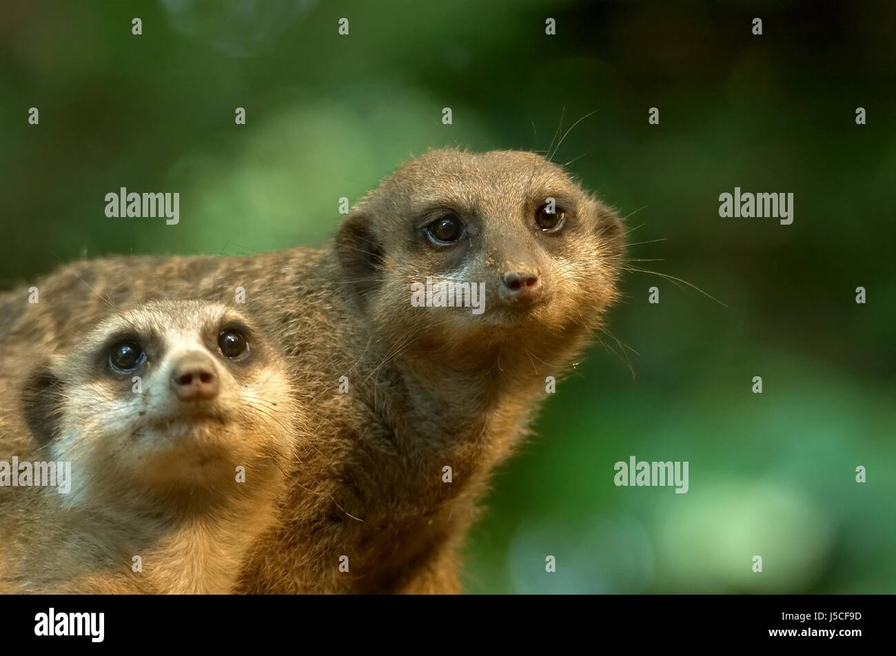 curious nosey nosy portrait animal portrait eyes tele frontally meerkat ...