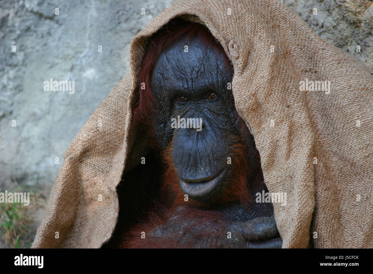mammal portrait monkey look glancing see view looking peeking looking ...