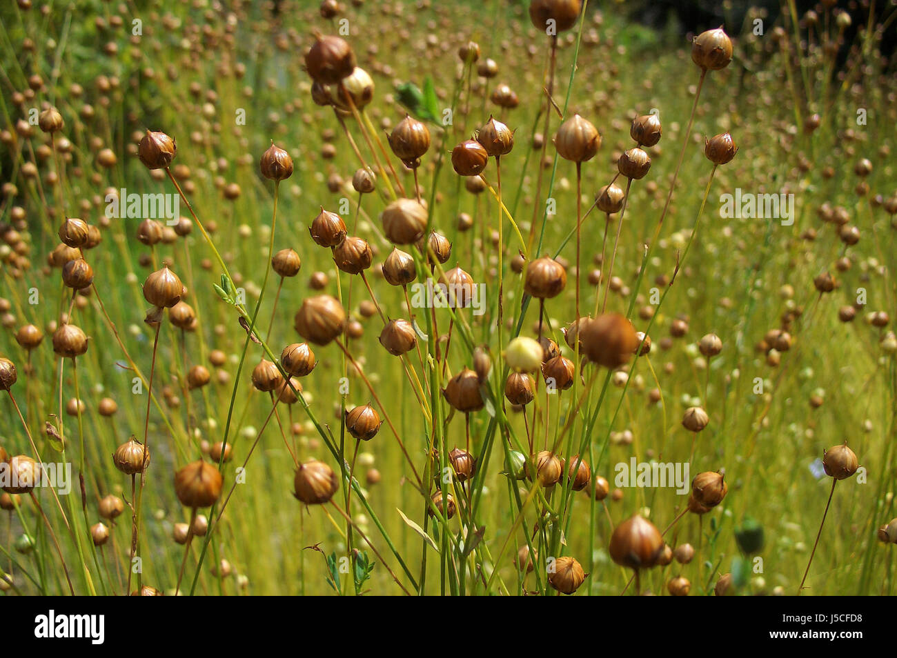 Flax stalk hi-res stock photography and images - Alamy