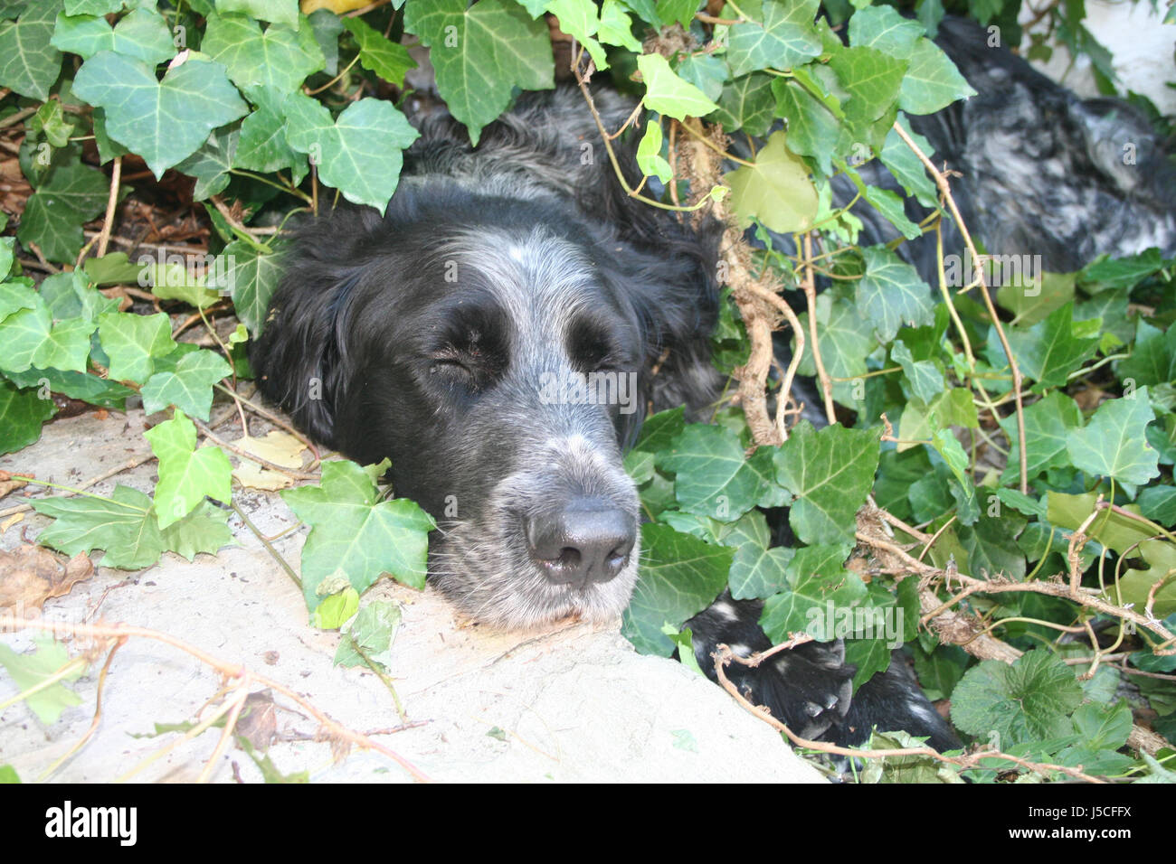 stone green dog sleep sleeping heat cool wrapped up bigger heat stroke ...