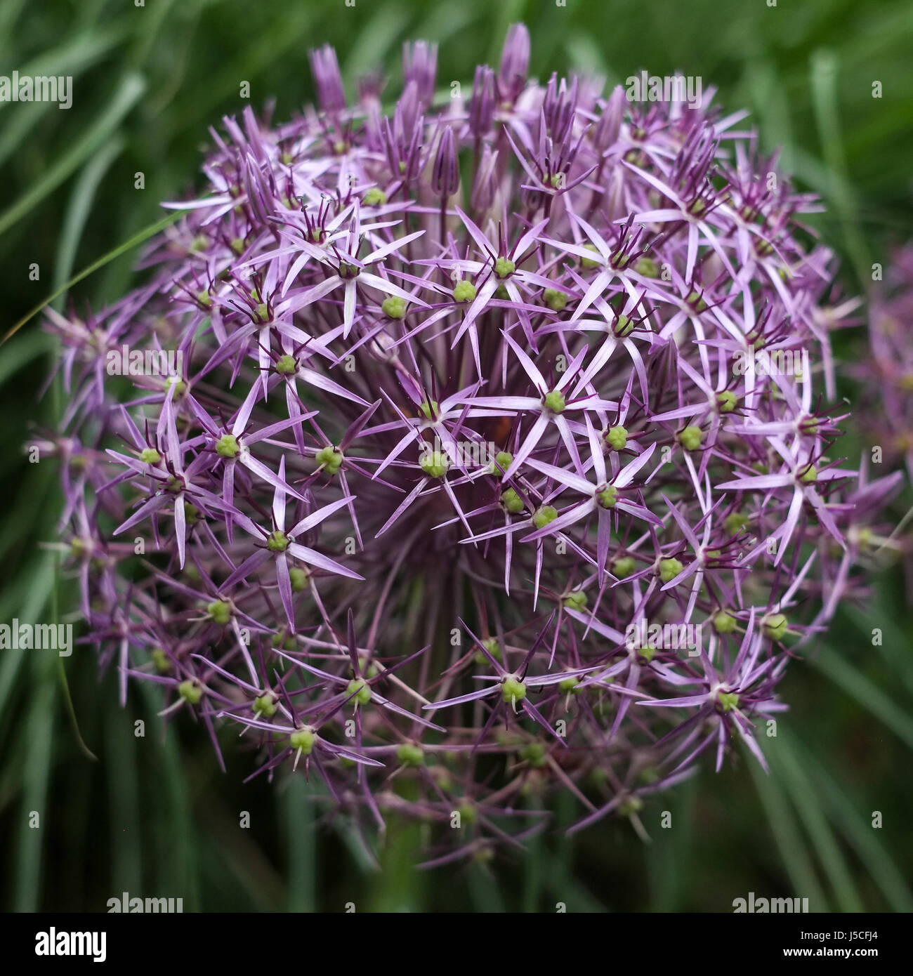 A flower ball Stock Photo - Alamy