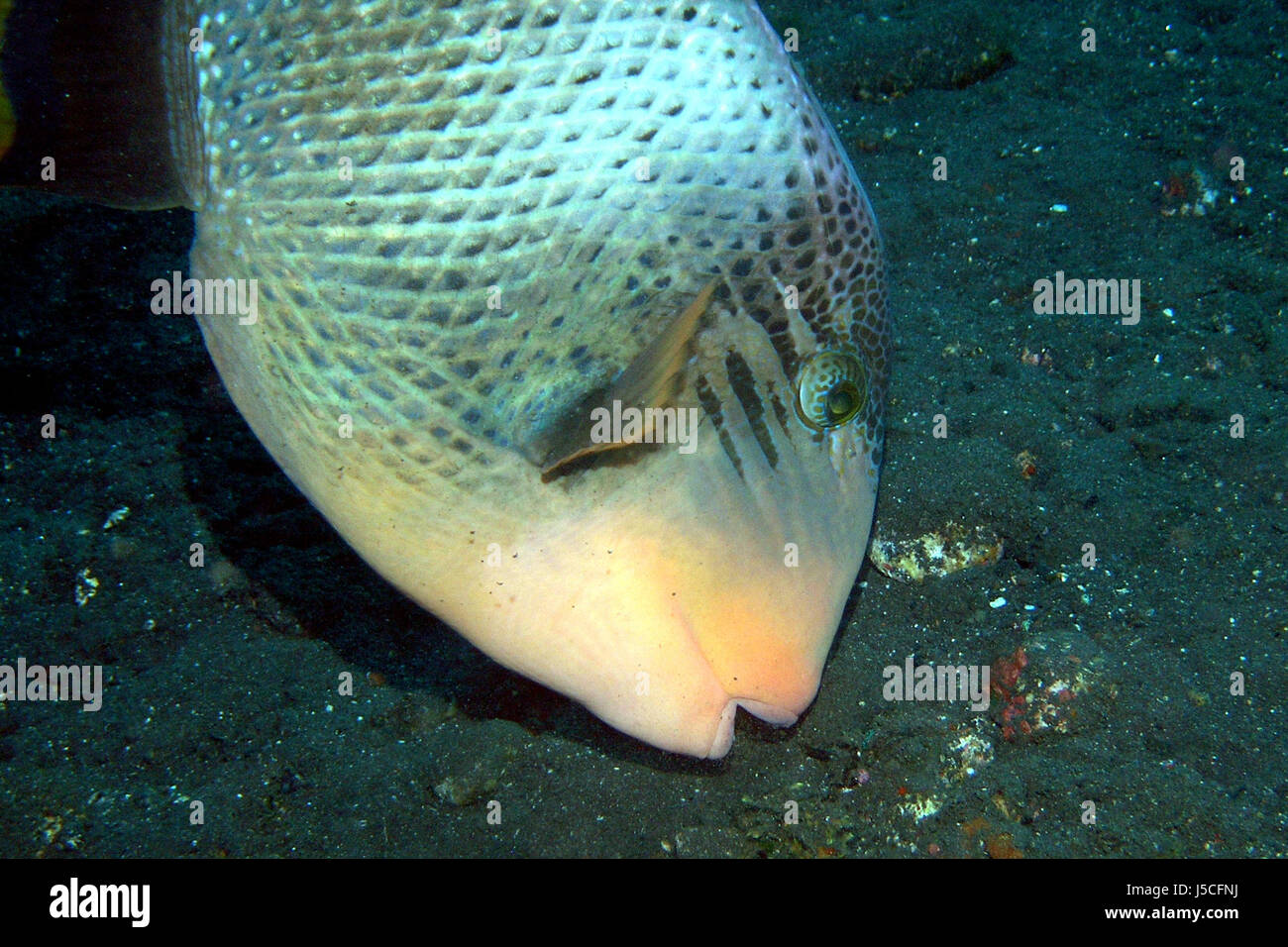 Handle eyes hi-res stock photography and images - Alamy