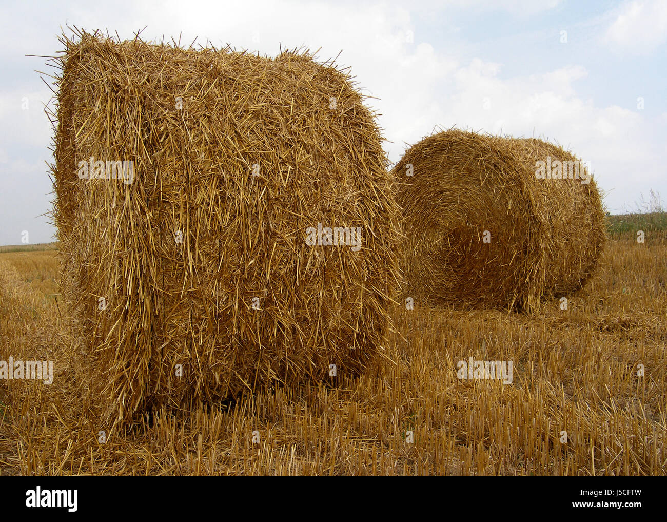 agriculture farming field wheat straw ball rye straw mow field work ...