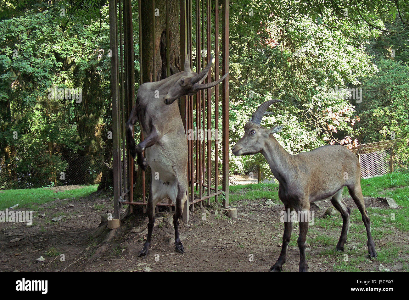 Capricorn fight fighting animal mammal hi-res stock photography and ...