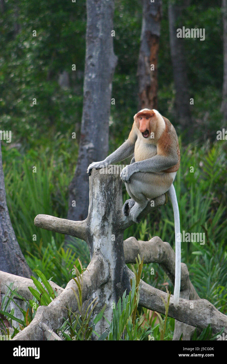 asia monkey malaysia borneo astonishment amazed madness incredible ...