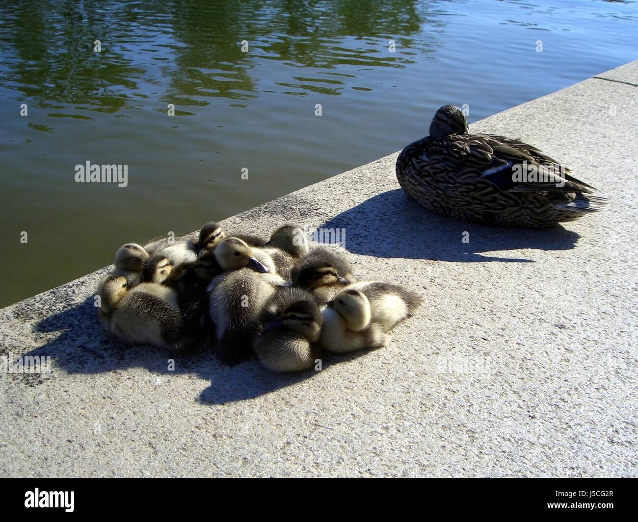 waters bird animals sunbeams birds sleep sleeping breeding ducks duck ...