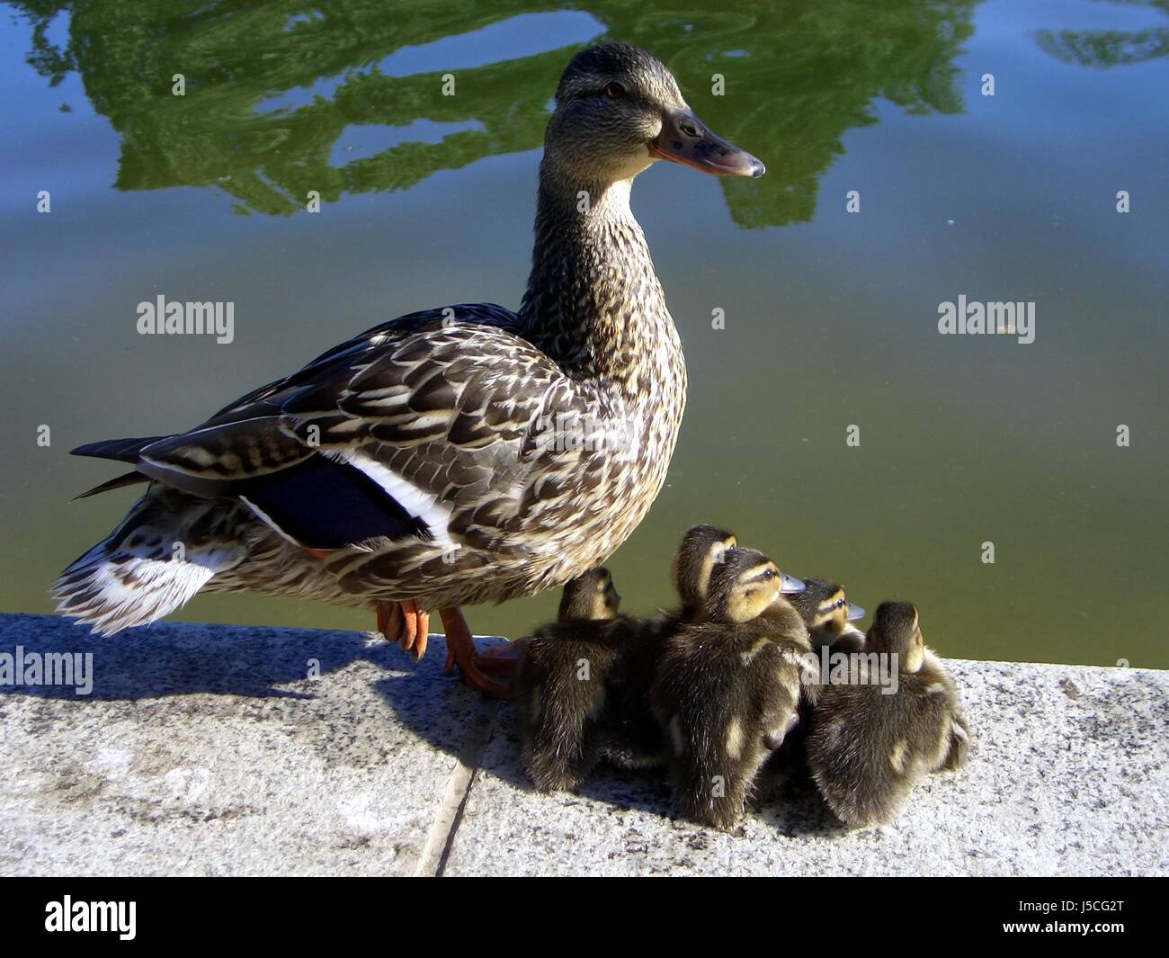 waters bird animals sunbeams birds breeding ducks duck waterfowls ...