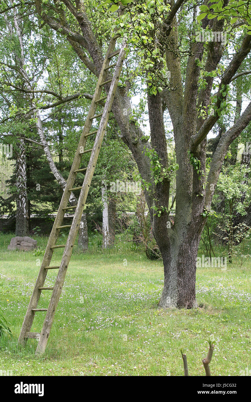 tree garden fruit-tree gardens pear-tree ladder meadow grass lawn green ...