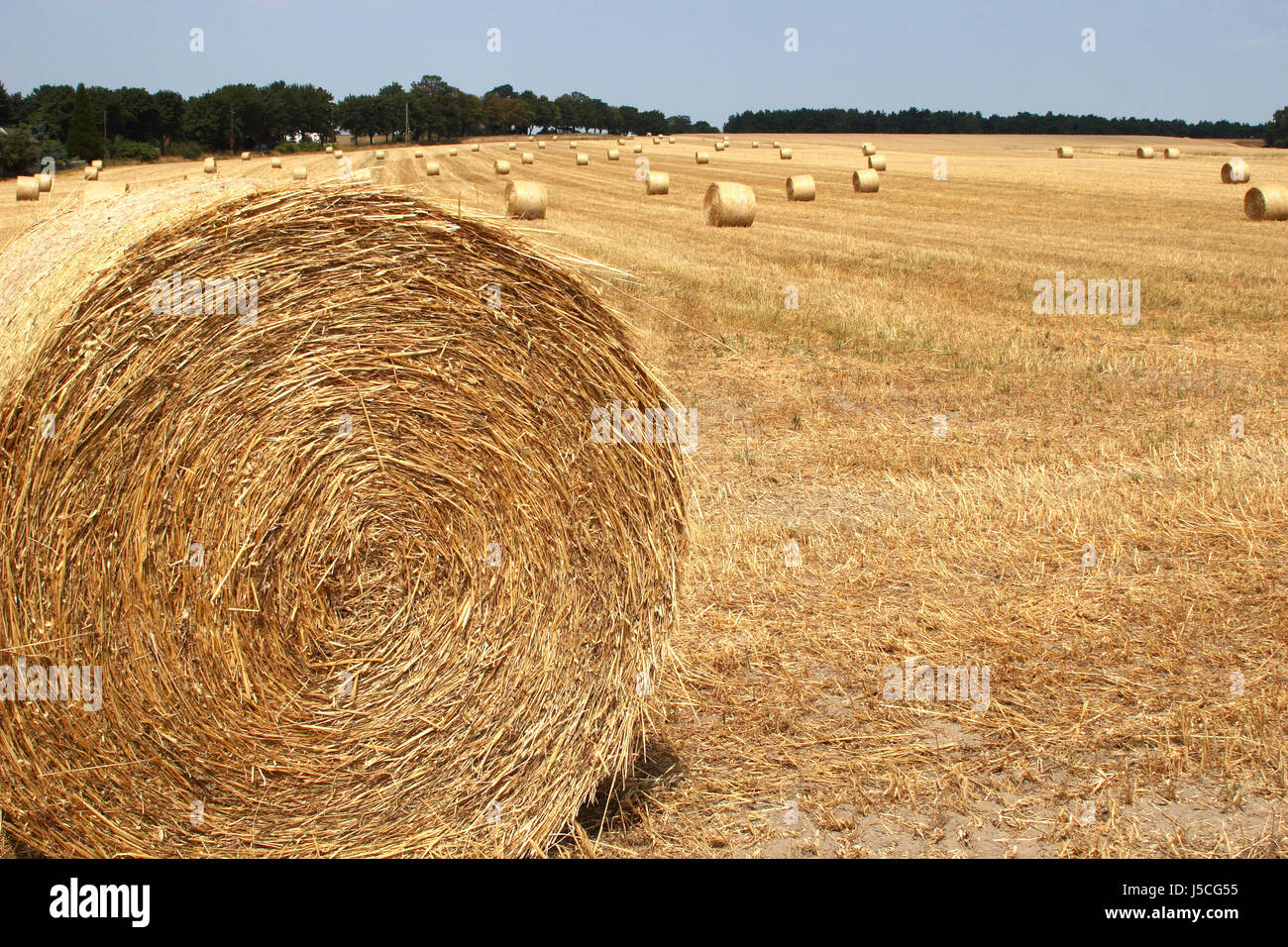 agriculture farming field straw ball stubble field roll farm straw ...