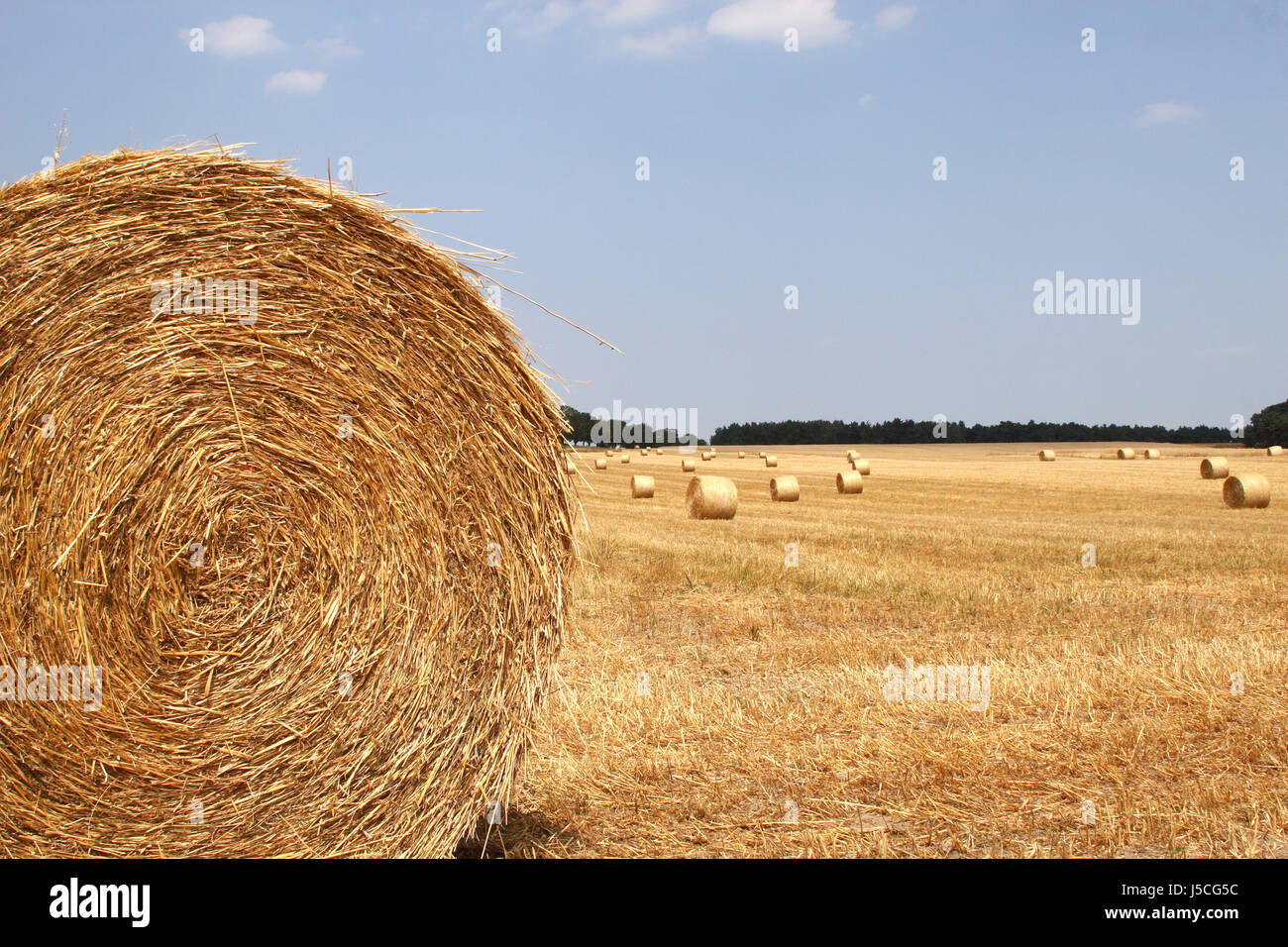 agriculture farming field straw ball stubble field roll farm straw ...