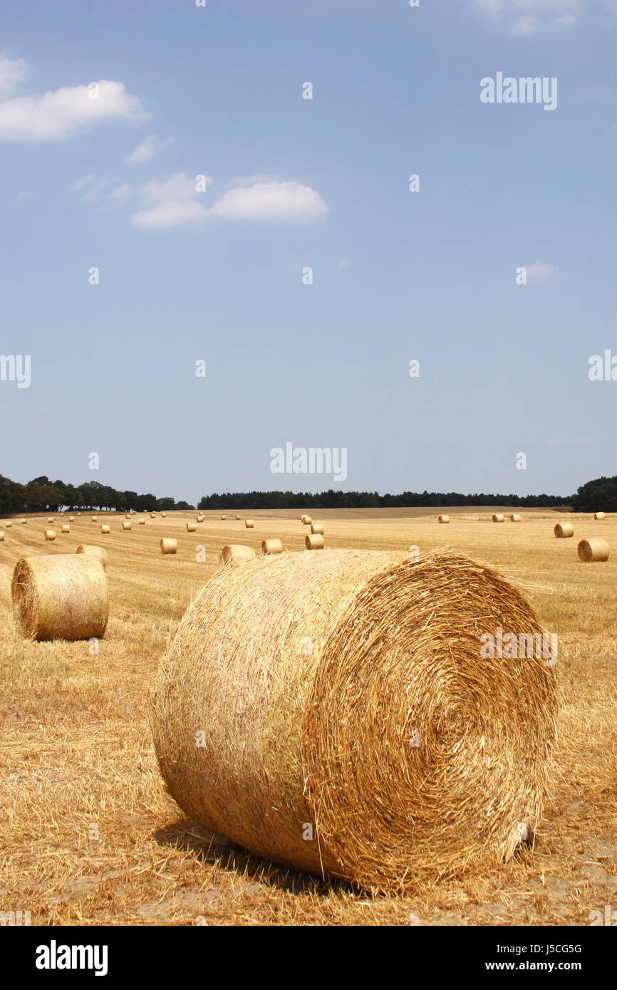 agriculture farming field straw ball stubble field roll farm straw ...