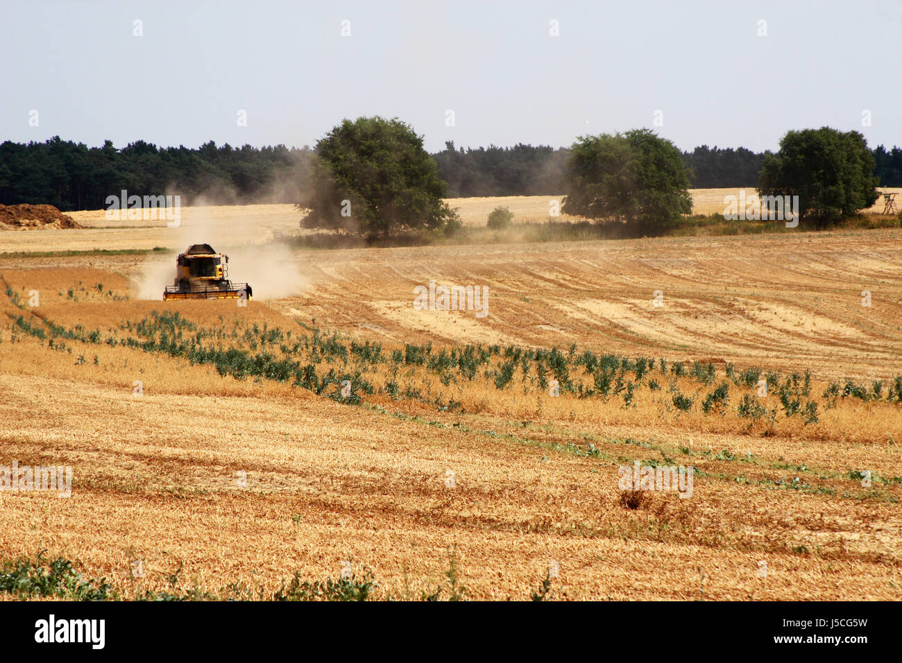dust agriculture farming field grain dryness drought corn field stubble ...