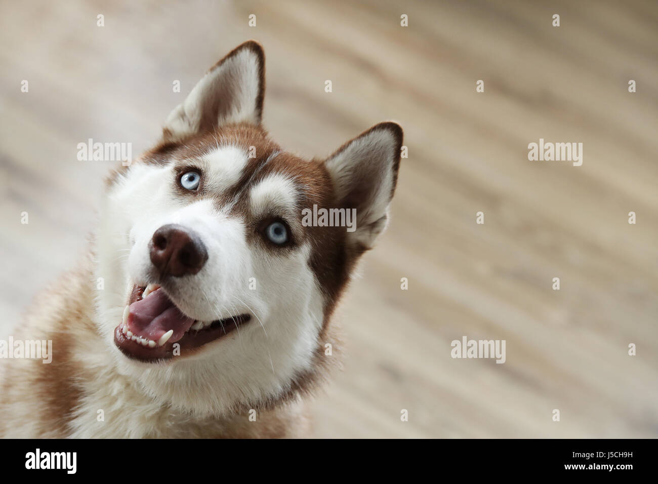 White siberian husky dog teeth hi-res stock photography and images - Alamy