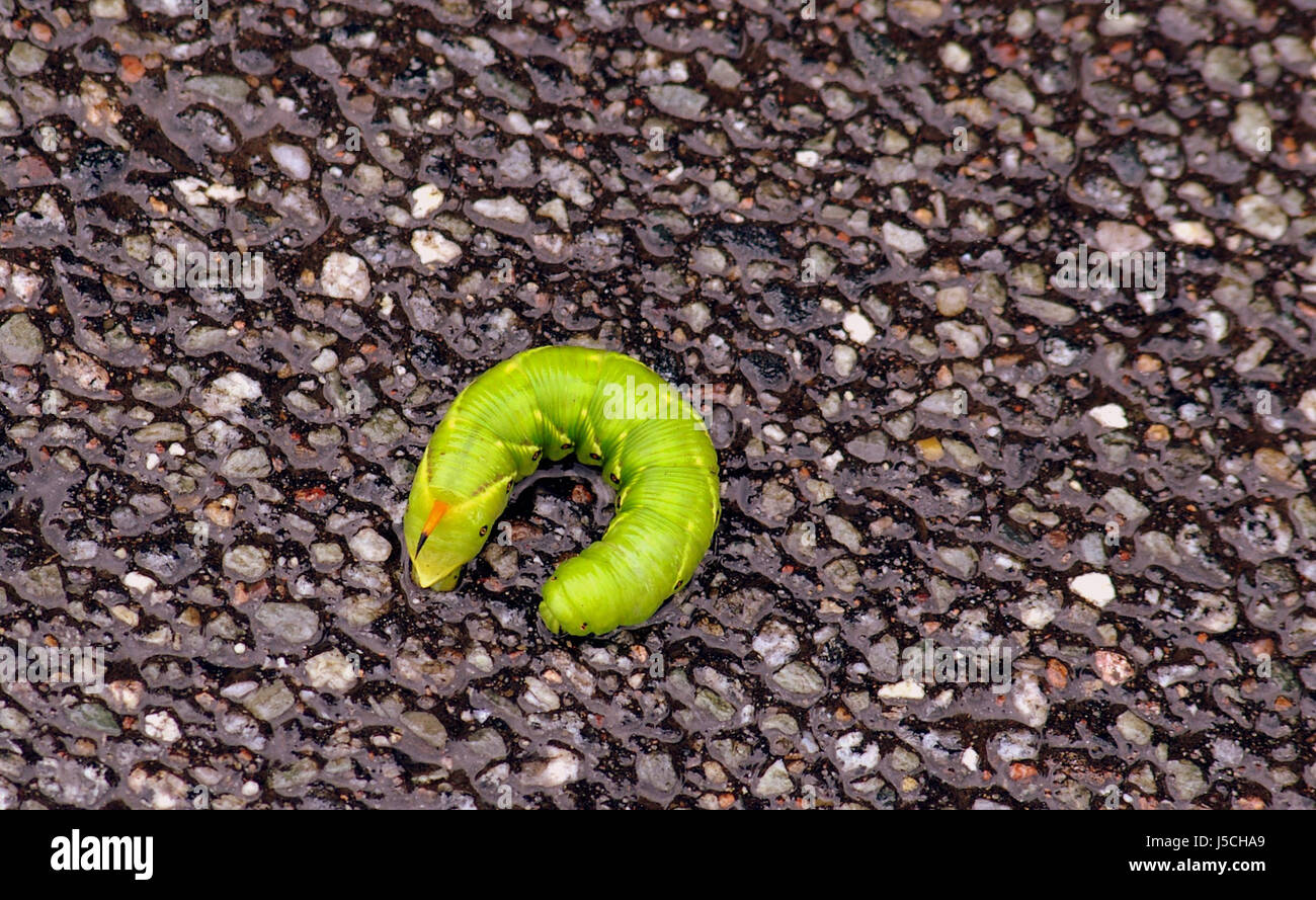 Bilious green hi-res stock photography and images - Alamy