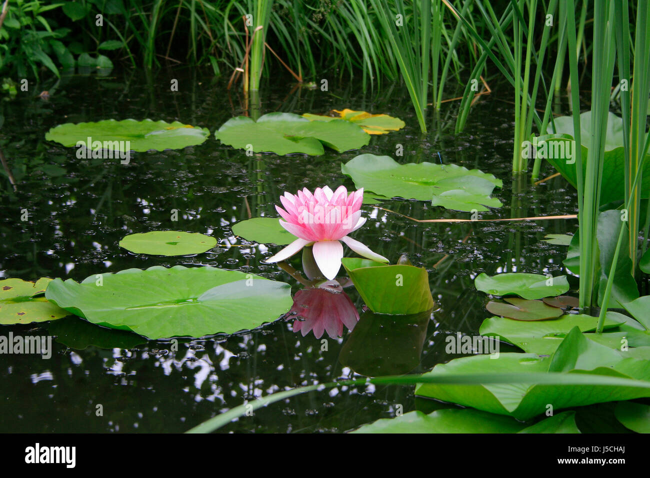 lily pond nymphaea colorata Stock Photo - Alamy