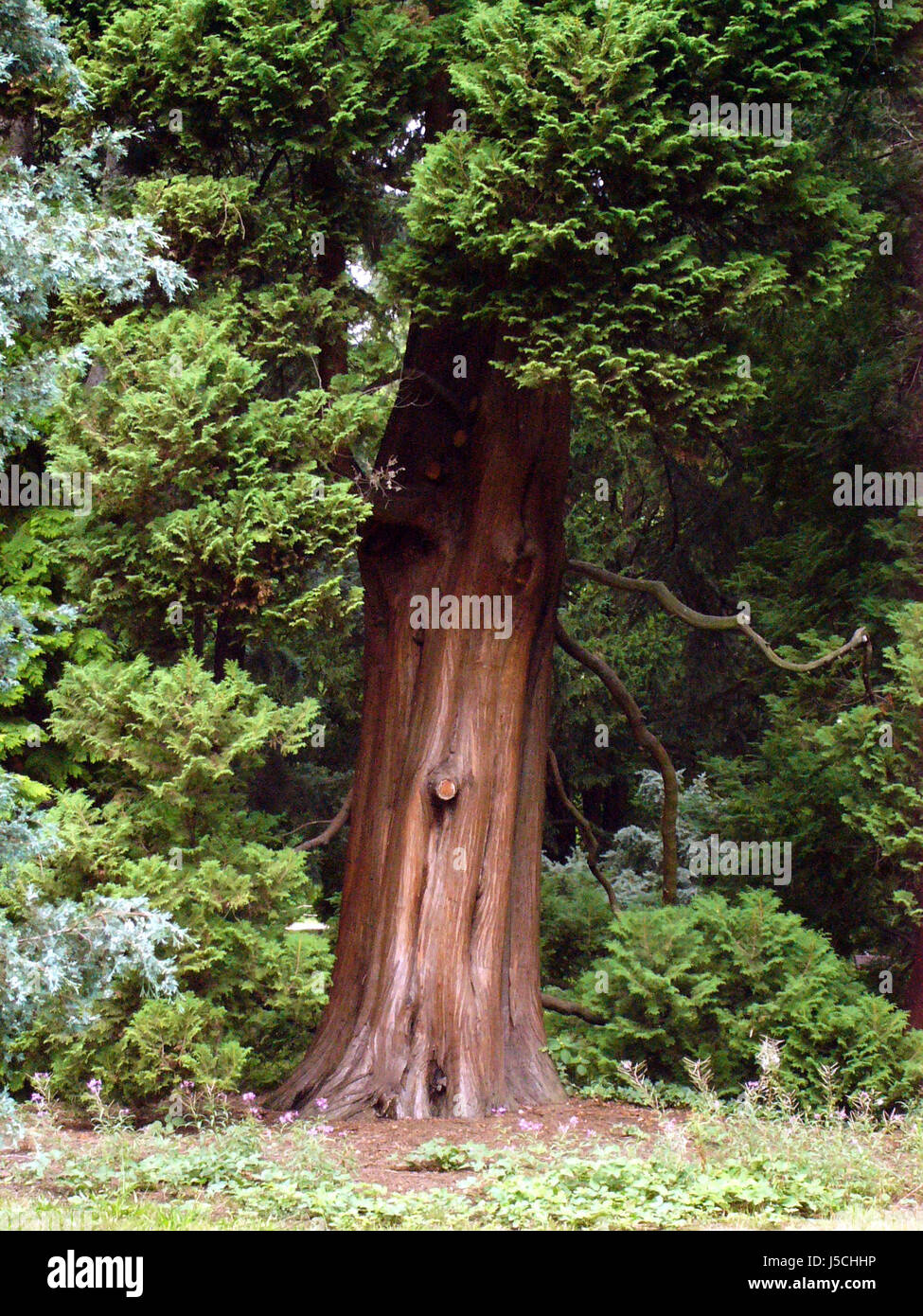 Fickle plant hi-res stock photography and images - Alamy