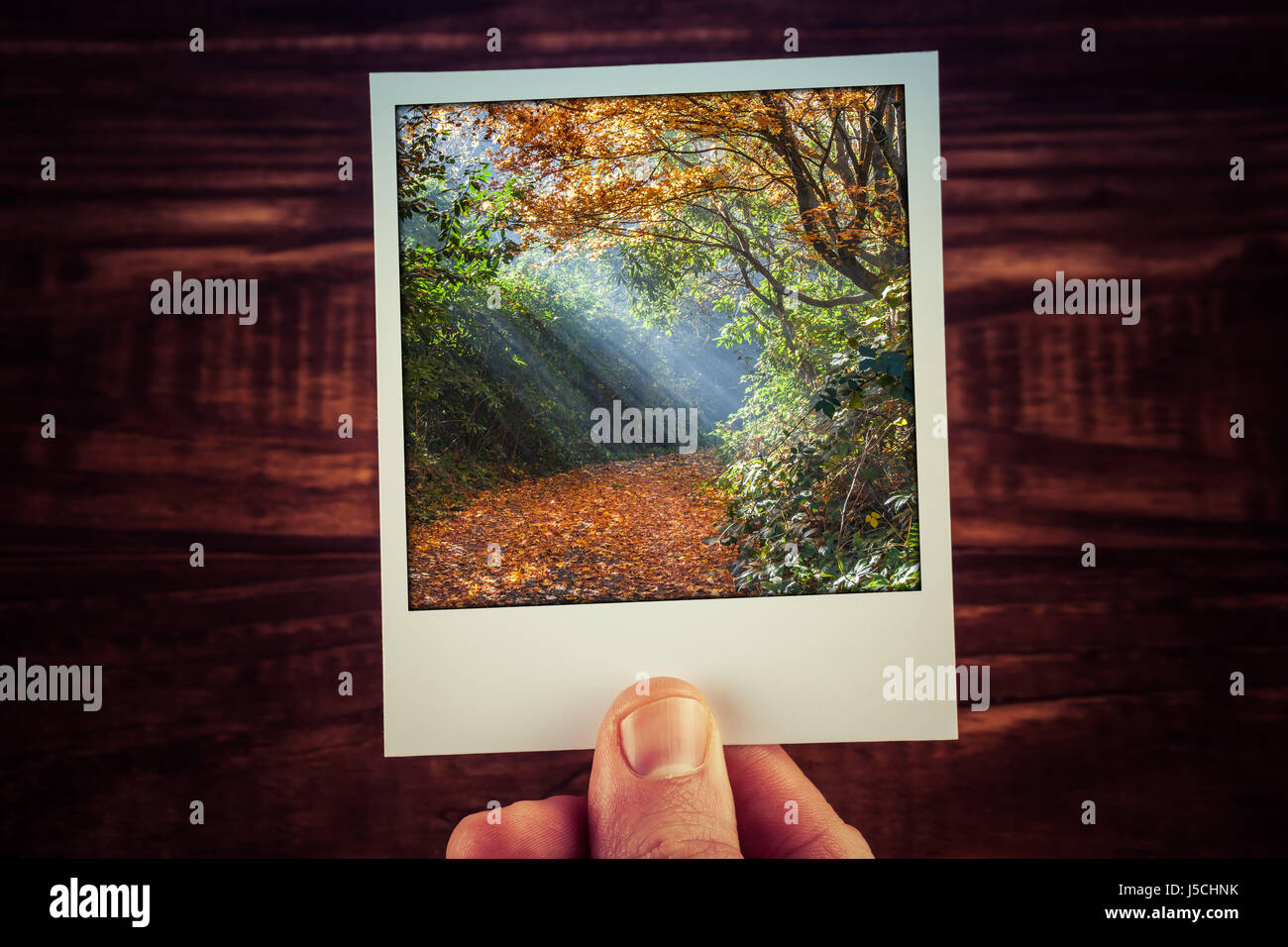 Polaroid postcard photograph of moody sunlight shining through Autumn ...