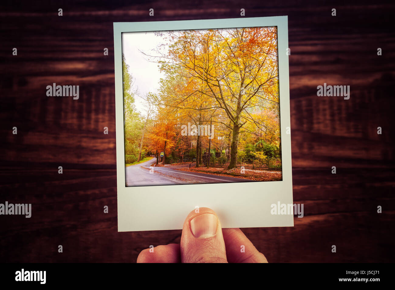 Hand holding polaroid photograph of rural road among autumn trees with ...