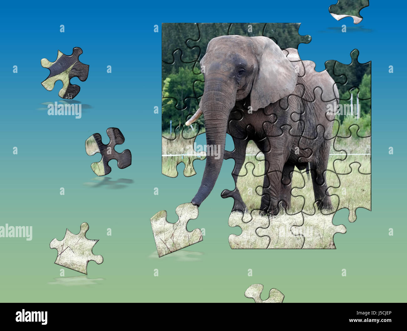 Elephant puzzle pieces hi-res stock photography and images - Alamy