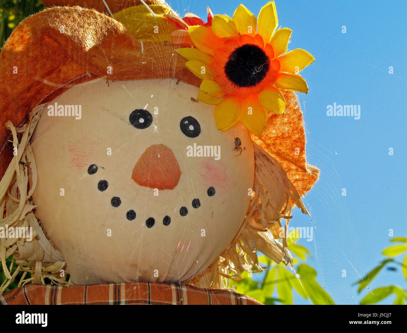 Friendly spiders hi-res stock photography and images - Alamy