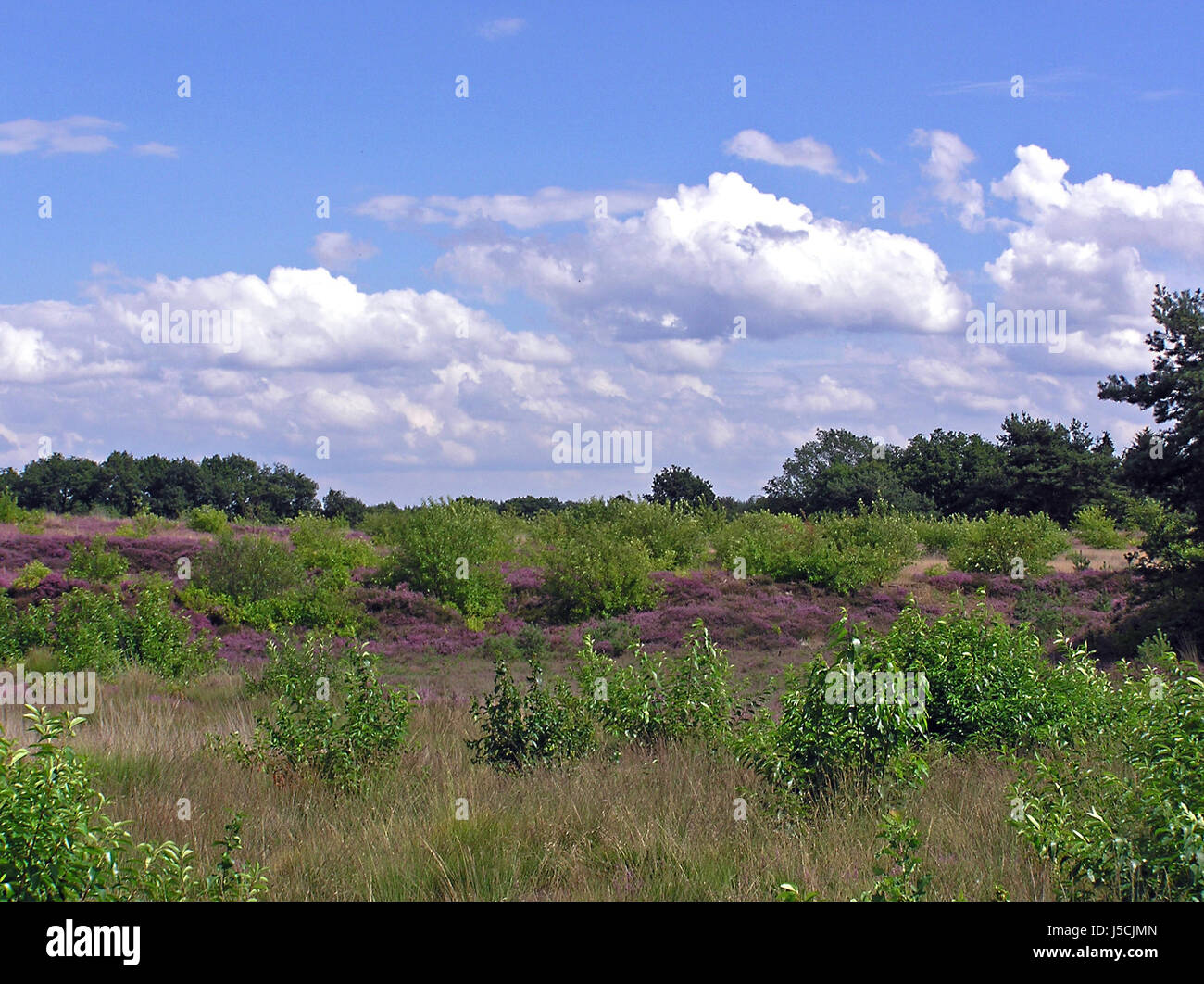 in der heide Stock Photo - Alamy