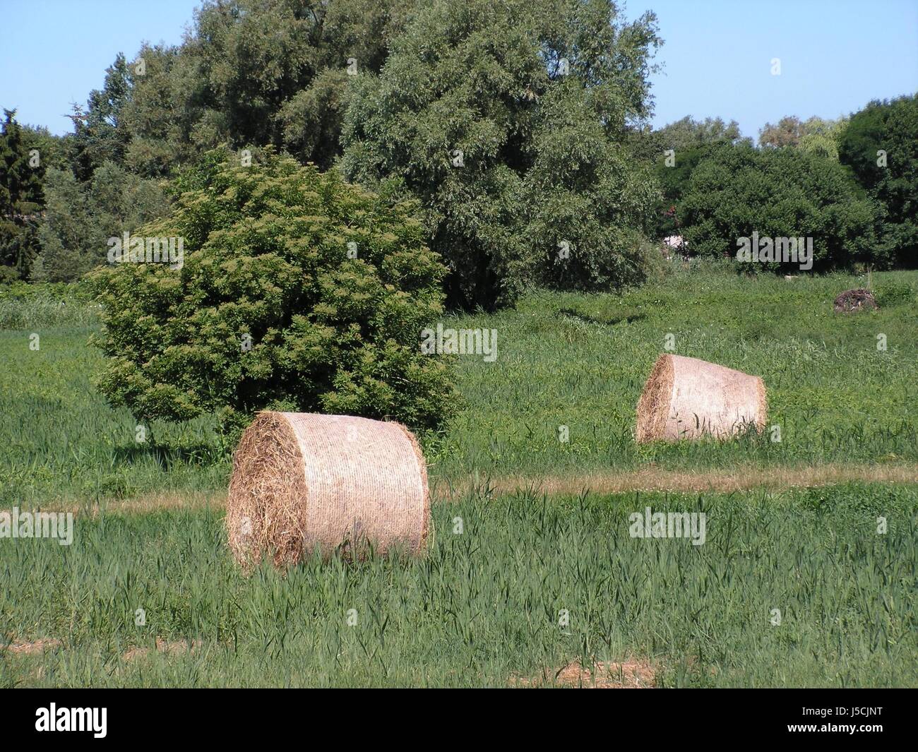 Reed Rolls High Resolution Stock Photography and Images - Alamy