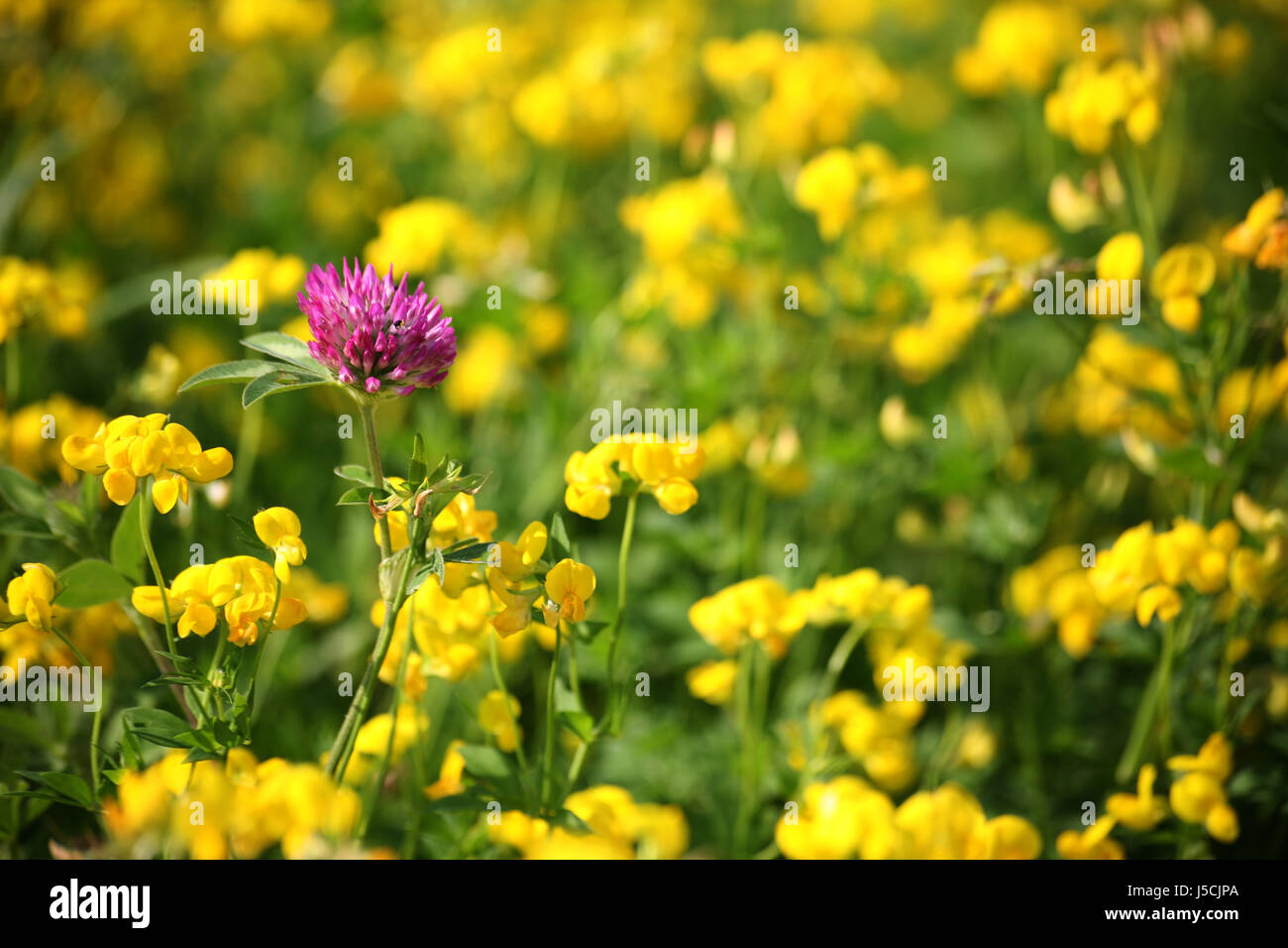 vetchlings with clover Stock Photo - Alamy