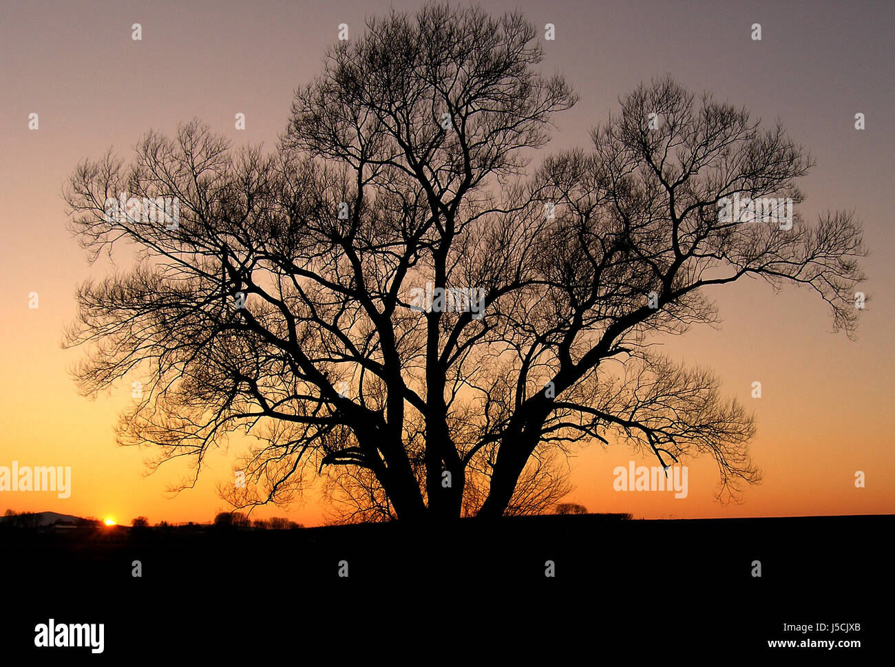 my tree Stock Photo - Alamy