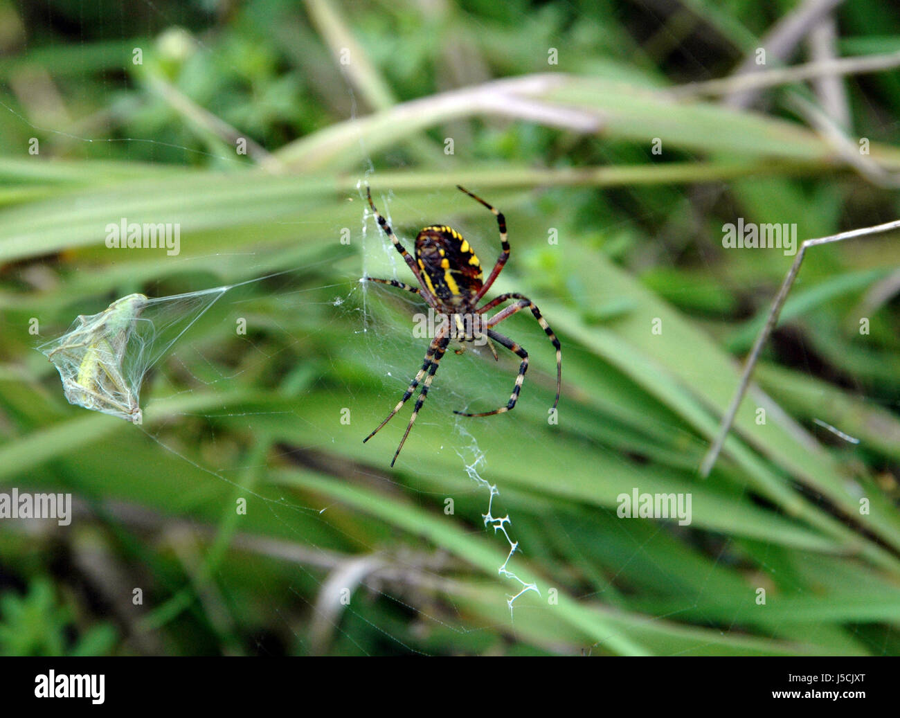 Hunter spiders hi-res stock photography and images - Alamy