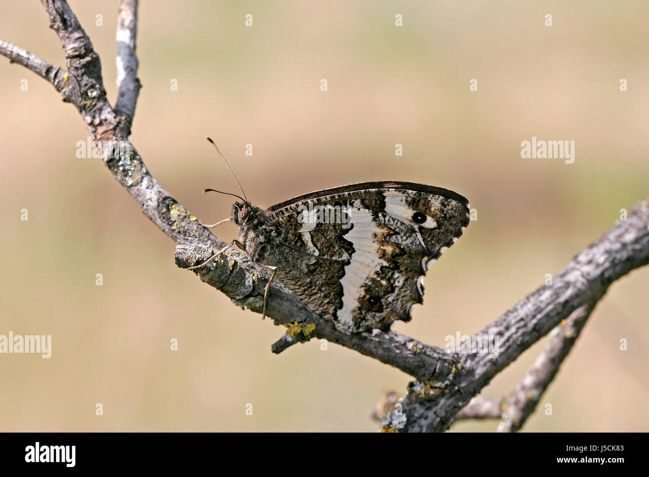 Dormant butterflies hi-res stock photography and images - Alamy