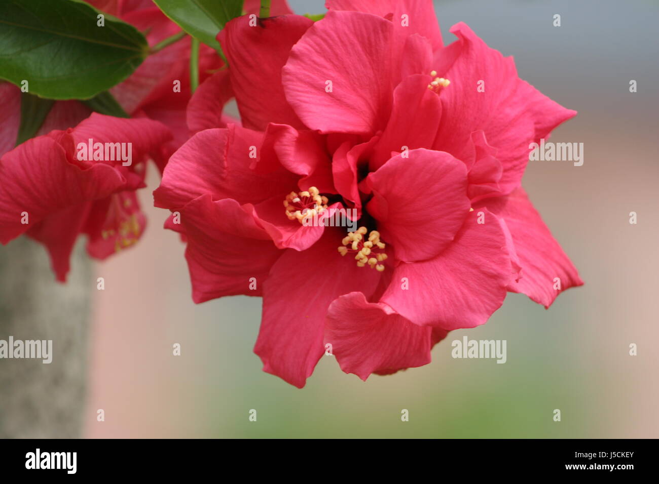 Bunga raya malaysia flower hi-res stock photography and images - Alamy