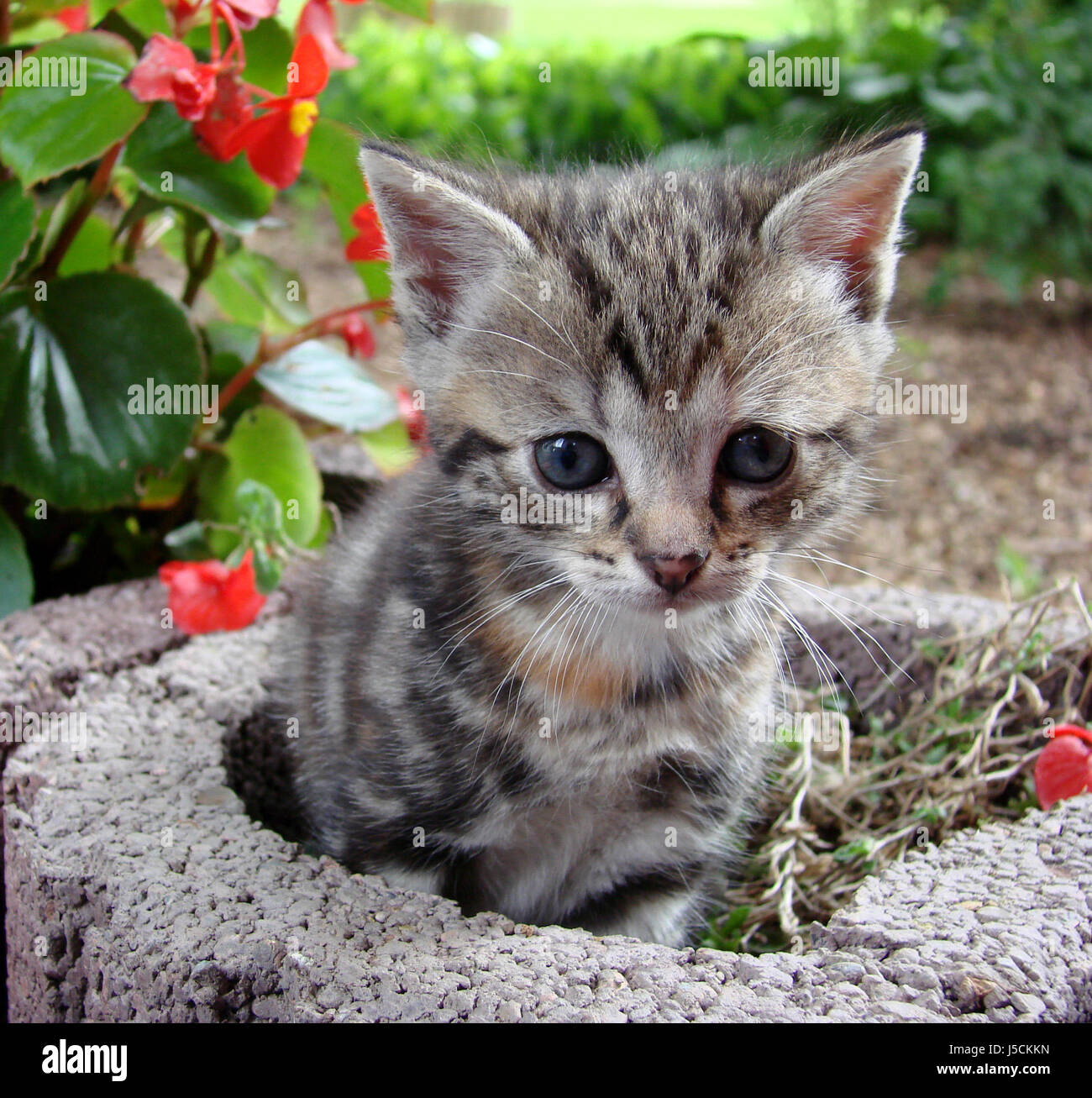 small tabby cat Stock Photo - Alamy