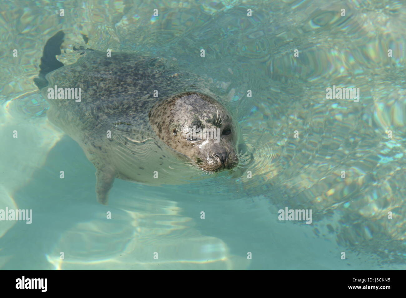 Winking seal hi-res stock photography and images - Alamy