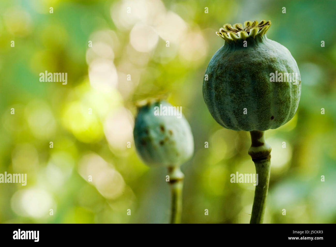 Poppy capsules of withered poppy hi-res stock photography and images ...