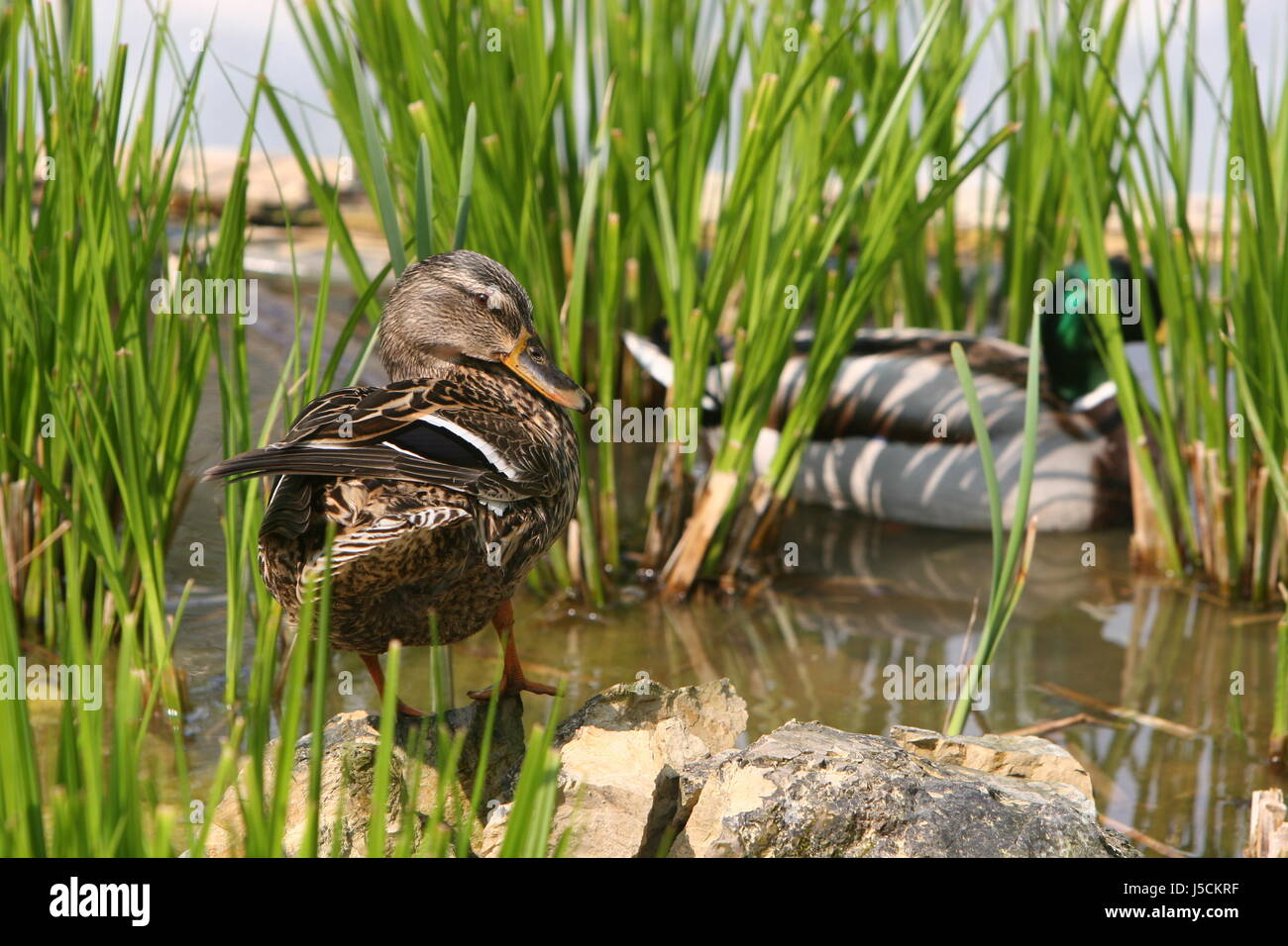 ducks in the reeds Stock Photo - Alamy