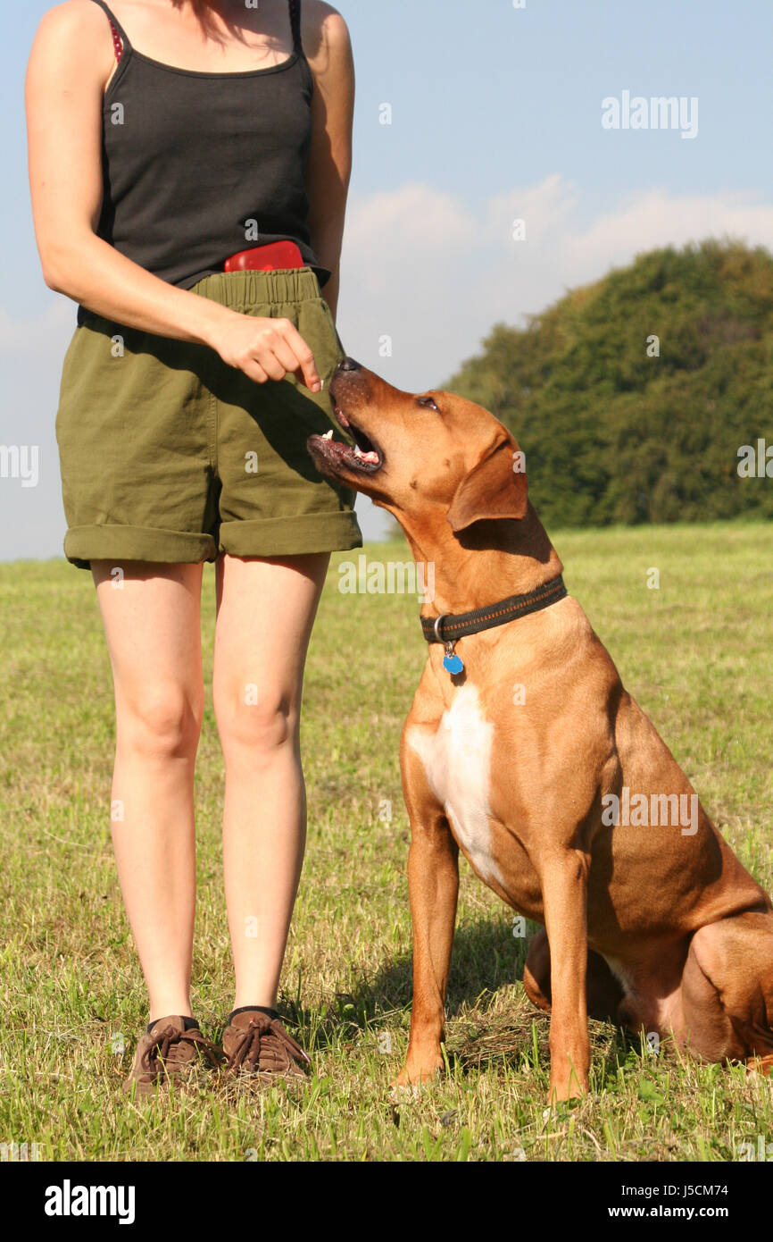 skin training exercise dog hound reward enthusiasm amusement enjoyment ...