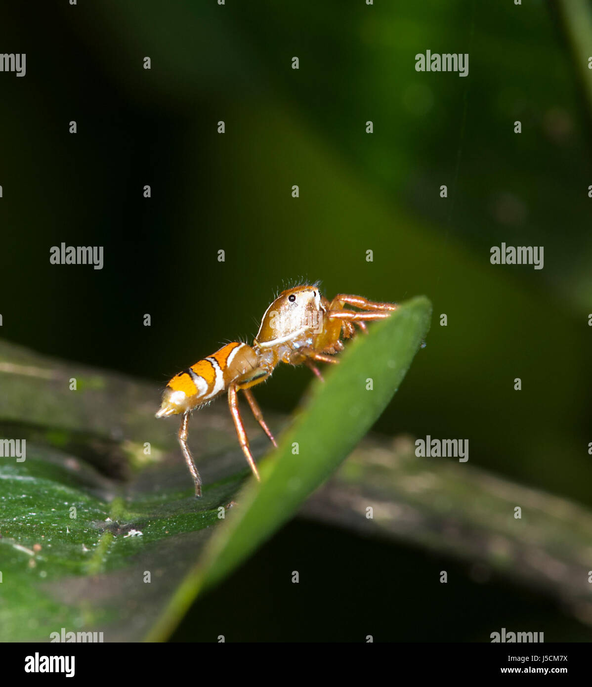 Jumping Spider (Cosmophasis bitaeniata), Salticid, Salticidae, Far ...